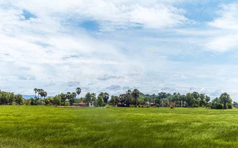 Green Flooded Rice Paddies Fields in Cambodia Stock Photo - Image of ...