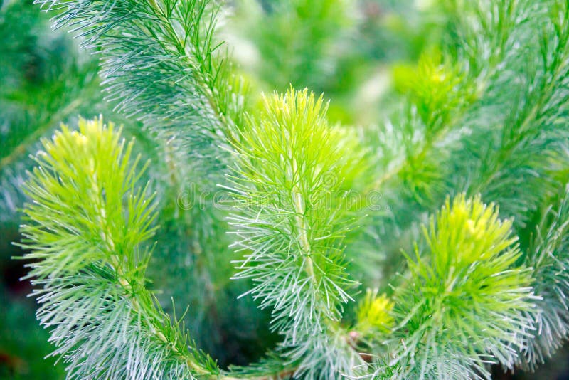 Green flora background stock photo. Image of bloom, rose - 45893972