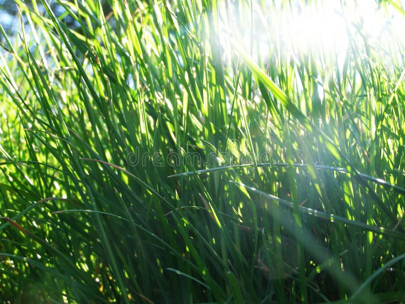 Green flora and sunshine stock photo. Image of meadow - 179180992