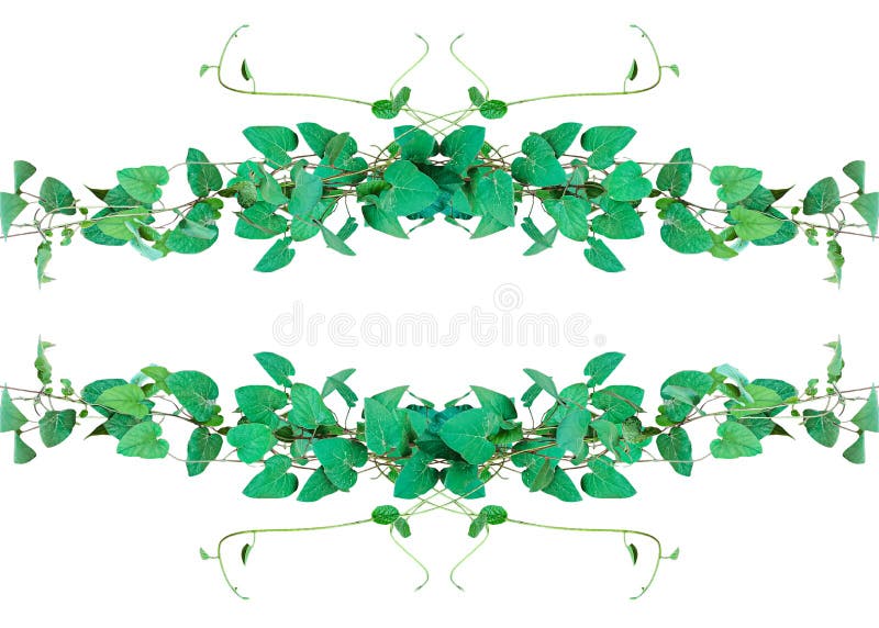 Green Floral Frame, Leaves Frame, Green Ivy Leaves Frame on Transparent ...