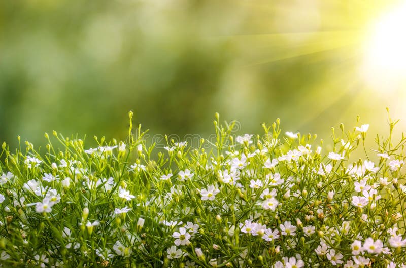 Green Floral Background Outdoors Stock Image - Image of bokeh, outdoors ...
