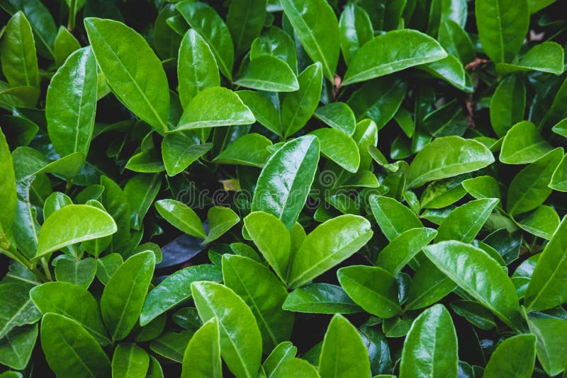 Green Floral Pattern of Leaves. Natural Background from Above. Top View ...