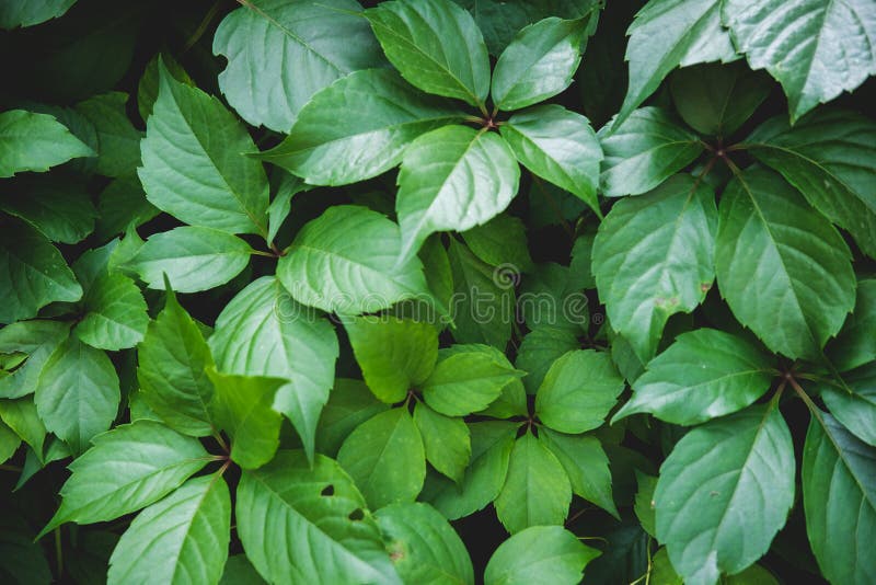 Green Floral Pattern of Leaves. Natural Background from Above. Top View ...