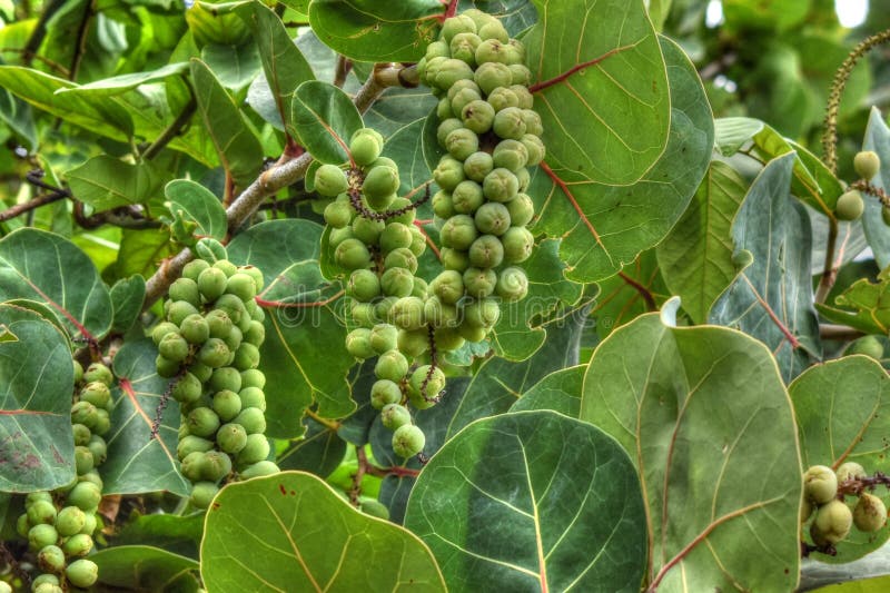 Green Florida Sea Grapes on Vine Stock Photo - Image of fruit, berry ...