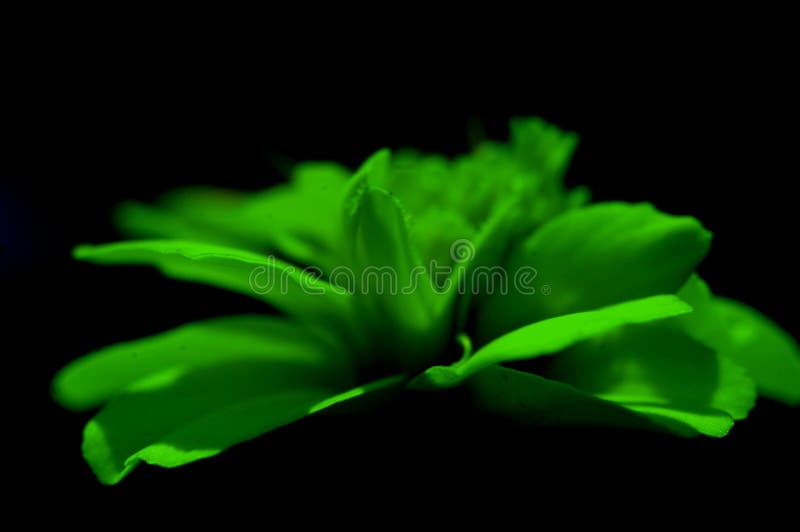 Green Death Plant Isolated on Grey Background. Stock Image - Image of ...