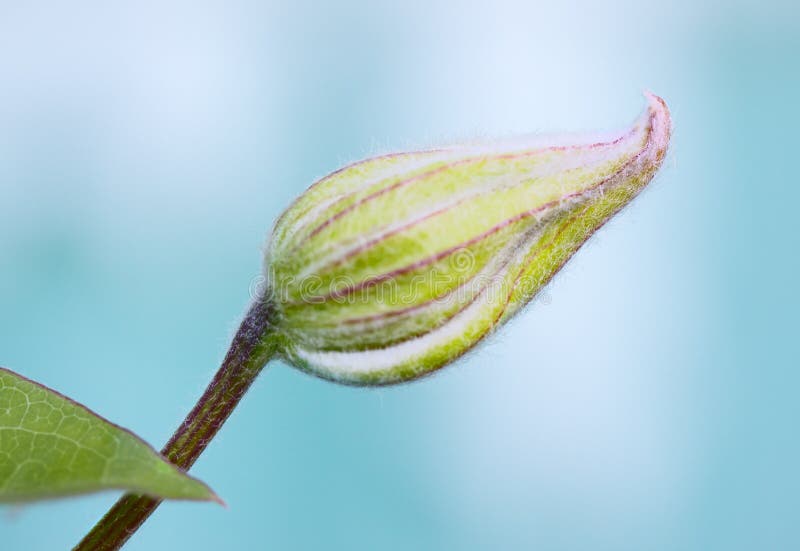 Green Flower Bud stock photo. Image of beautiful, micro - 22115216