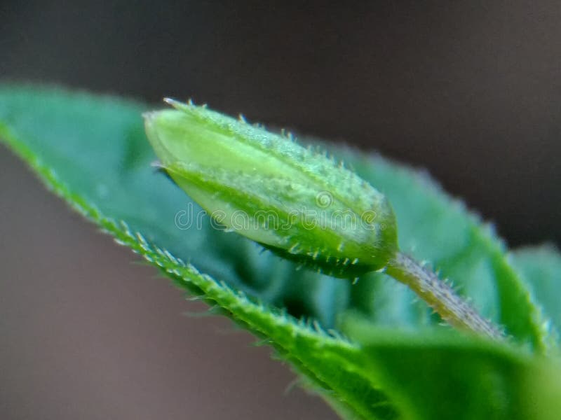 Green Flower Buds Bloom stock image. Image of leaves - 199249775