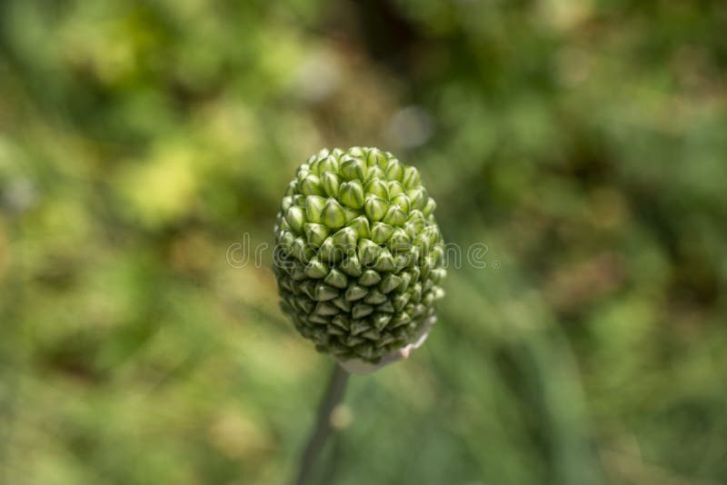 Green Flower Buds in Spring Stock Photo - Image of buds, garden: 188763164