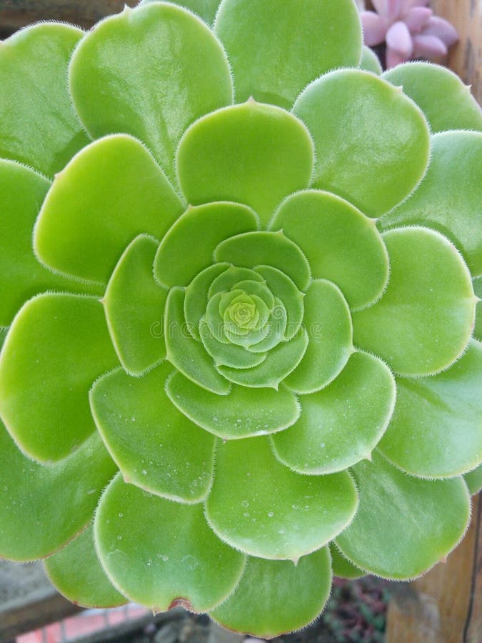 Buetyfull Green Flower Stock Photos - Free & Royalty-Free Stock Photos ...