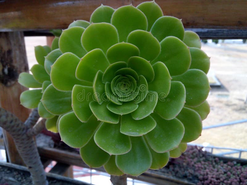 Buetyfull Green Flower Stock Photos - Free & Royalty-Free Stock Photos ...