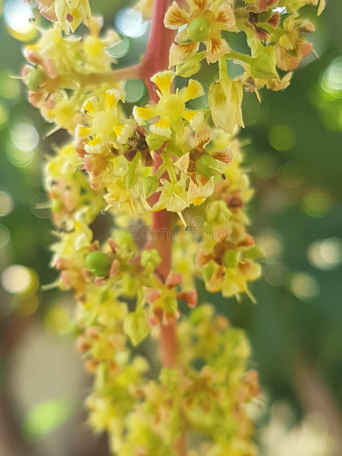 Green flower herb stock image. Image of macro, green - 236171655