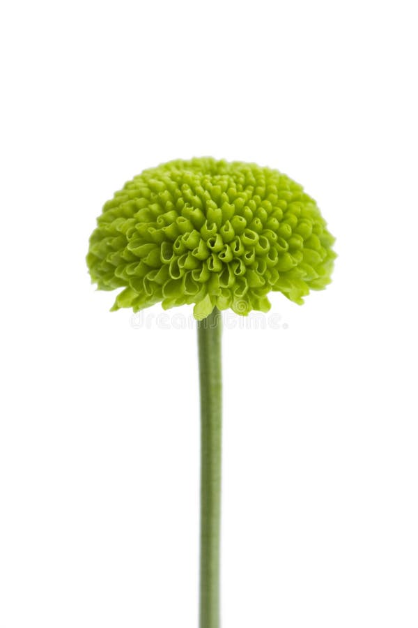 Green Flower Isolated on White Stock Photo - Image of flower, white ...