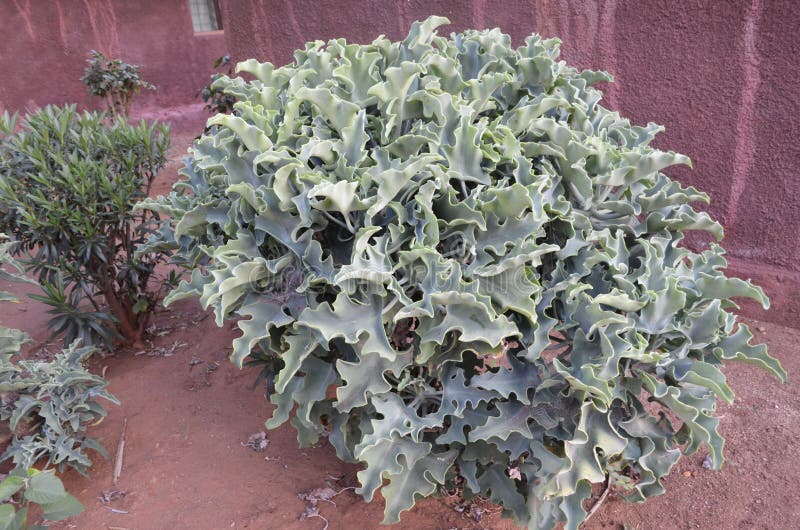 Green flower, Kenya stock image. Image of agriculture - 89116761