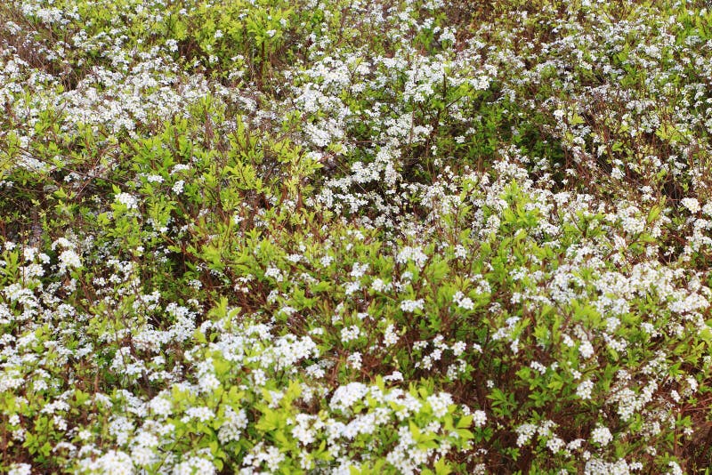 Green Flower Leaf stock photo. Image of morning, abstract - 39380462