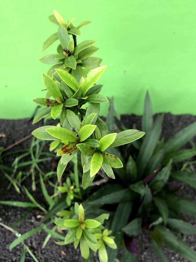 Green Flower Leaves are Beautiful To Look at Stock Photo - Image of ...