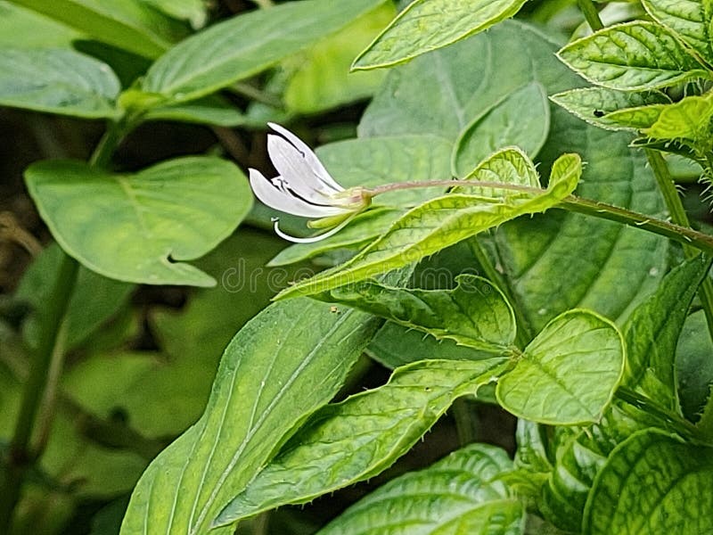 Green Flower Leaves Tree One Stock Photo - Image of flower, tree: 209003736