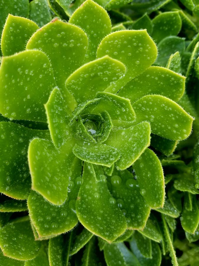 Green Flower after Light Rain 4k Stock Photo - Image of color, amazing ...