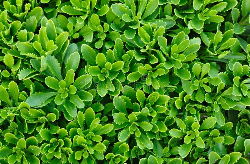 Green Flower Plants In The Garden. Stock Photo - Image of natural ...