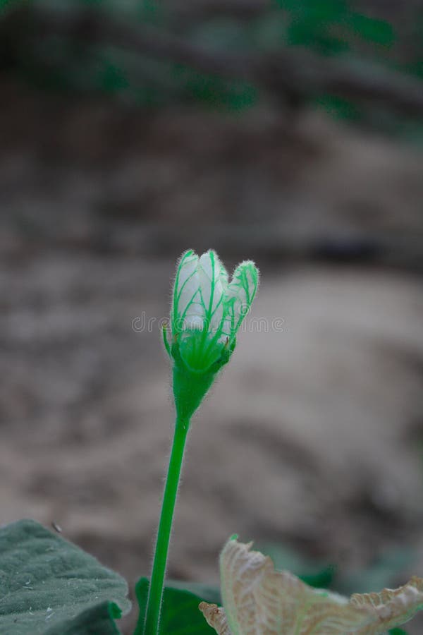 Green Flower Portrait Shoot Stock Image - Image of leaf, shoot: 191577187