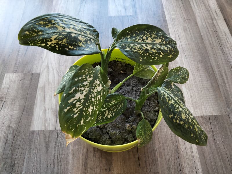 Green Flower Spring Small Floor Stock Photo - Image of produce, insect ...