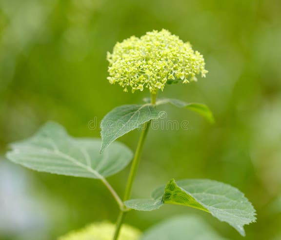 A Green Flower with a Stem and Leaves Stock Photo - Image of shrub ...