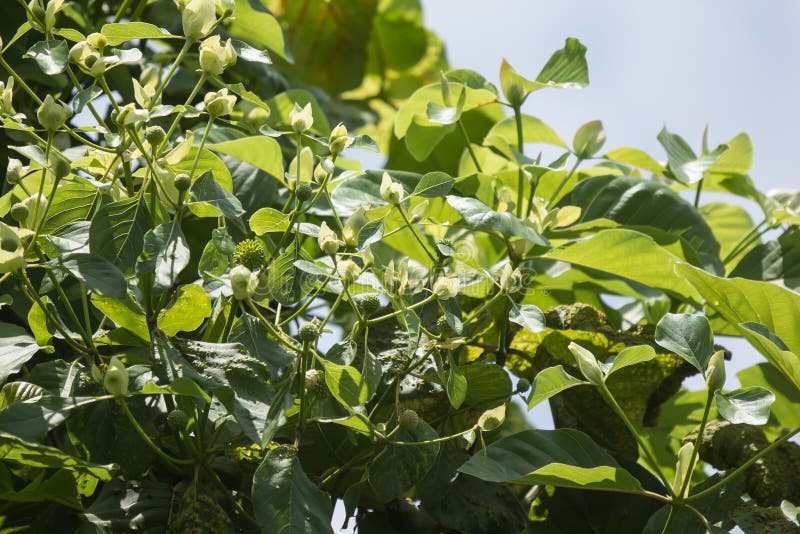Green Flower of Teak Tree with Green Leaf Stock Photo - Image of autumn ...