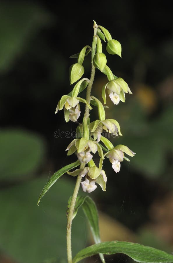 Epipactis Phyllanthes Stock Photos - Free & Royalty-Free Stock Photos ...