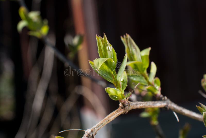 Green flowering leaf. stock image. Image of petals, blooms - 181551937