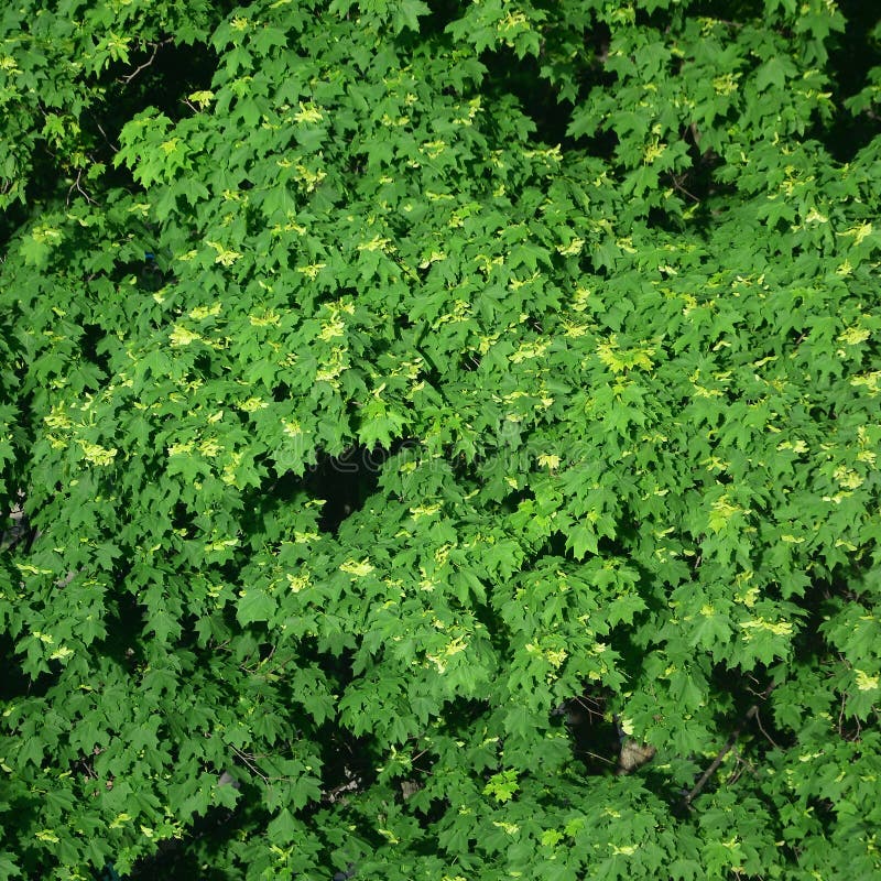 Green Flowering Maple Trees Close Up Top View Stock Photo - Image of ...