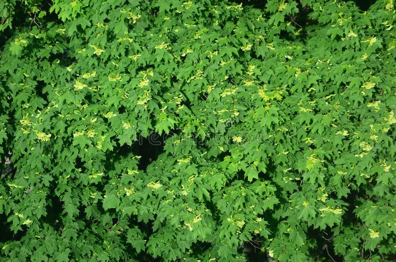 Green Flowering Maple Trees Close Up Top View Stock Image - Image of ...