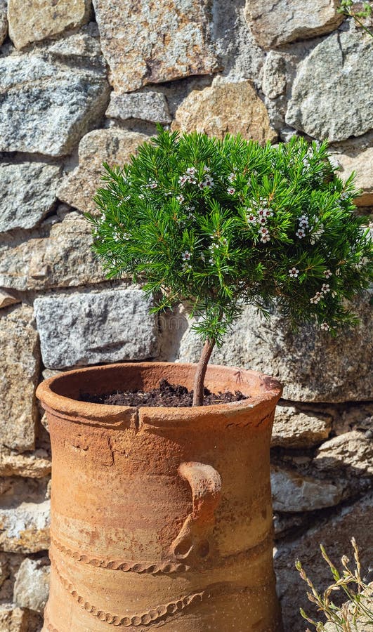 Green Flowering Tree in a Clay Pot Stock Photo - Image of colorful ...