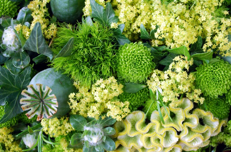 Types Of Green Flowers