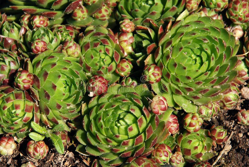 Green flowers stock photo. Image of season, grass, green - 5001906