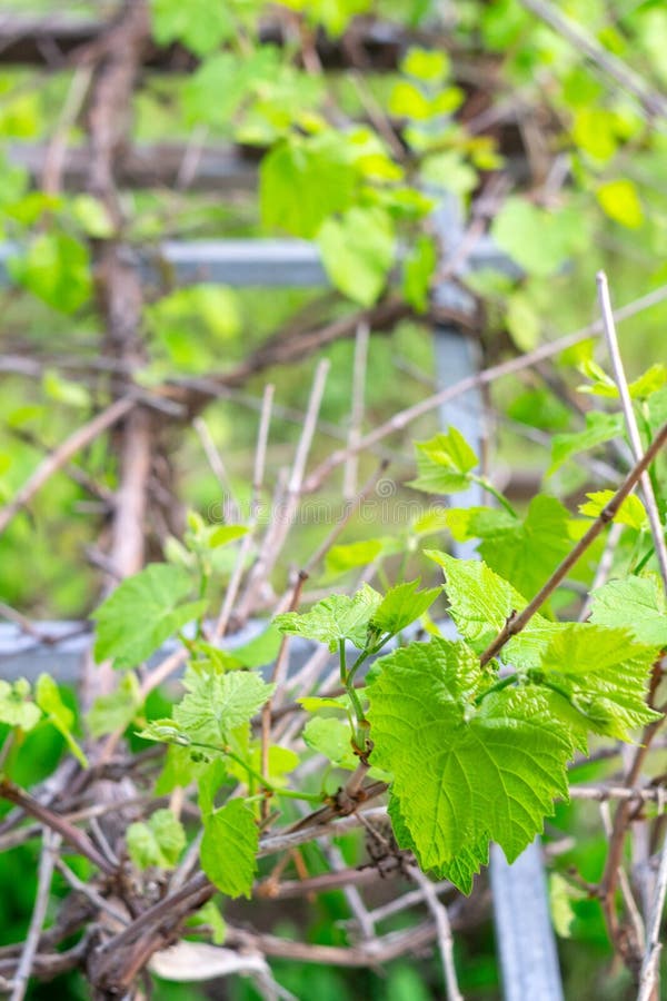Green Flowers of Grape, the Initial Development of the Grapes ...