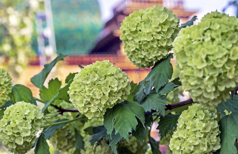 Green Flowers Hydrangea. Balls of Hydrangea Flowers Stock Image - Image ...