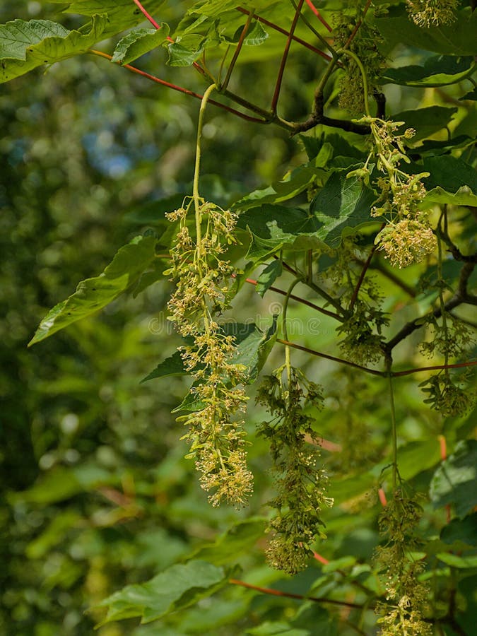 Maple Acer Pseudoplatanus Leafs Stock Photos - Free & Royalty-Free ...