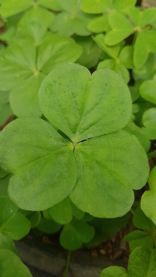 Green Flowers luck stock photo. Image of leaf, lawn - 196804088