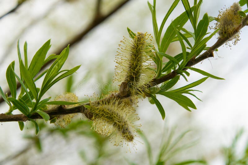 Fluffy Tree Trunk, Close-up. Espostoopsis Dybowskii. Cactus Stock Image ...