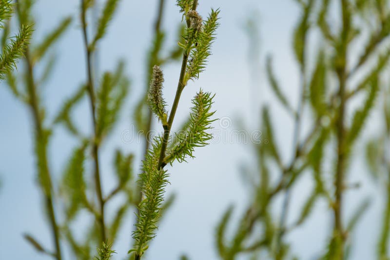 Fluffy Tree Trunk, Close-up. Espostoopsis Dybowskii. Cactus Stock Image ...