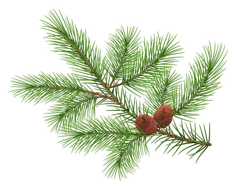 Green Fluffy Cedar Branch and Two Cones Stock Vector - Illustration of ...