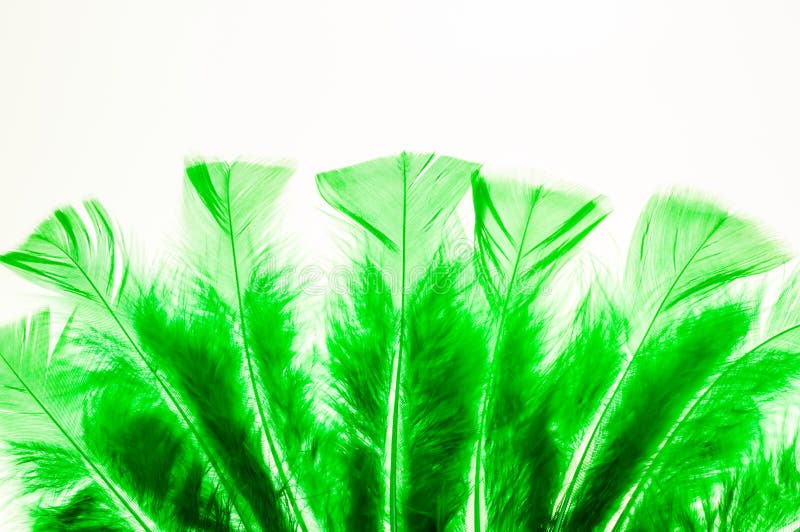 Green Fluffy Feathers Shaped Like a Fan Stock Photo - Image of detail ...