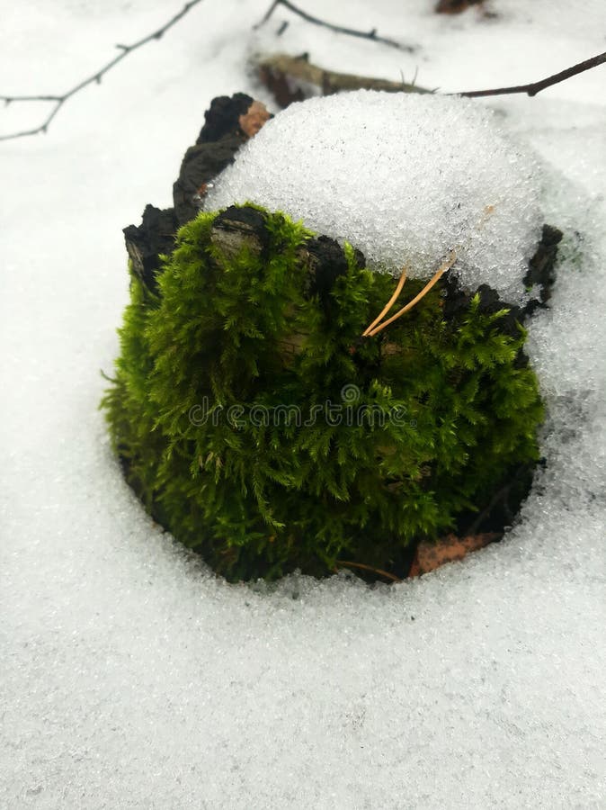 Green Fluffy Moss on a Stump among the First Snow Stock Image - Image ...