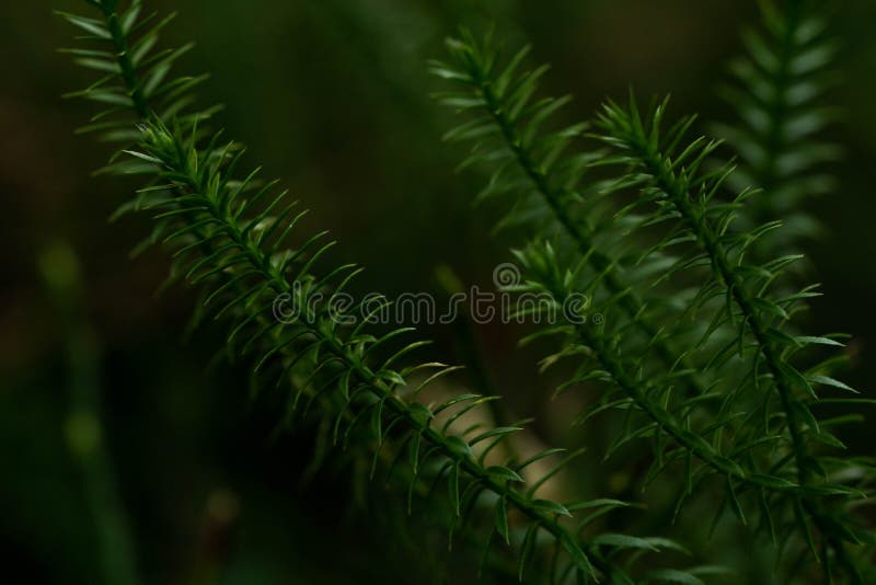 Green Fluffy Plant in the Park, Winter Stock Photo - Image of forest ...