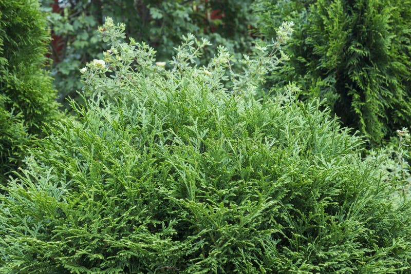 Fluffy Thuja Green Needles Background, Backdrop for Scrapbook, Top View ...