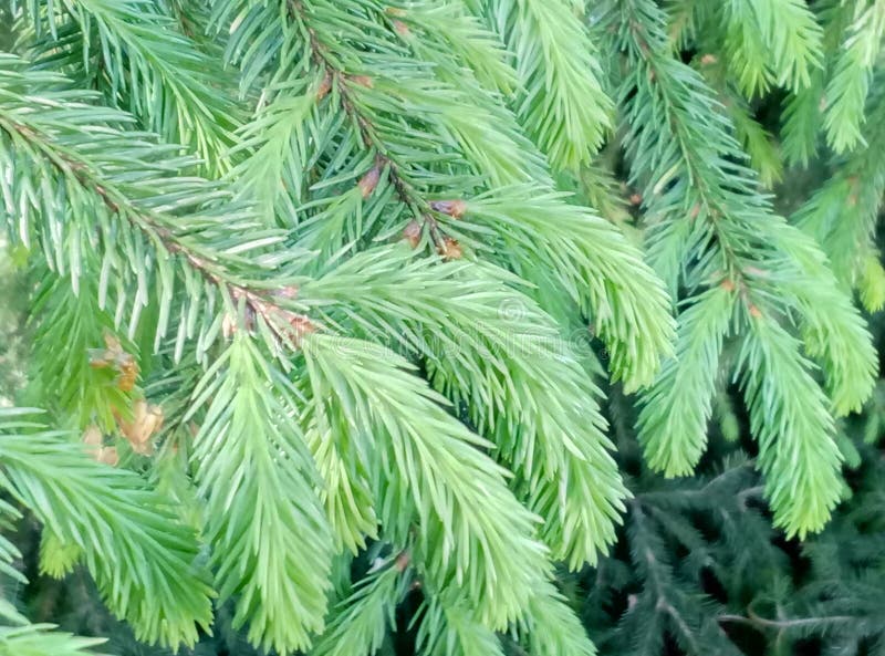 Fluffy Tree Trunk, Close-up. Espostoopsis Dybowskii. Cactus Stock Image ...