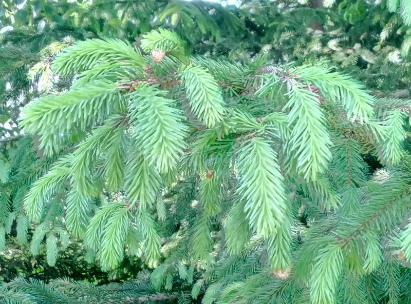 Green fluffy tree branch stock image. Image of christmas - 186718445