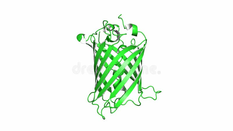 Fluorescent Staining of Adipose Cells Revealing Their Unique Lipidrich ...