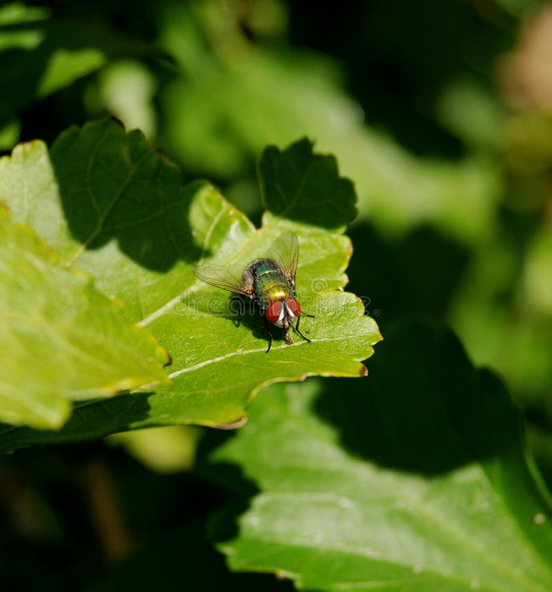 Green fly 03 stock image. Image of wilderness, summer - 3211655