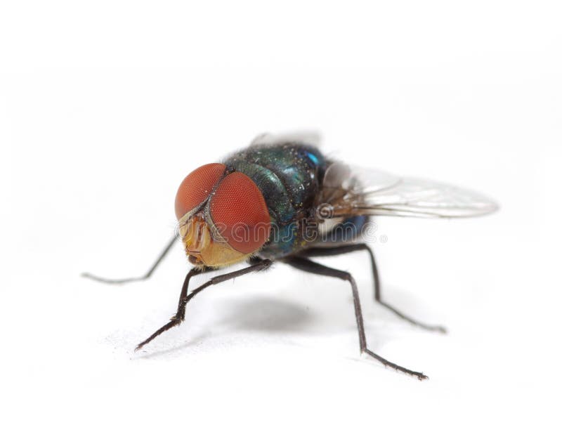 Magnified fly insect stock photo. Image of home, horrifying - 1909750