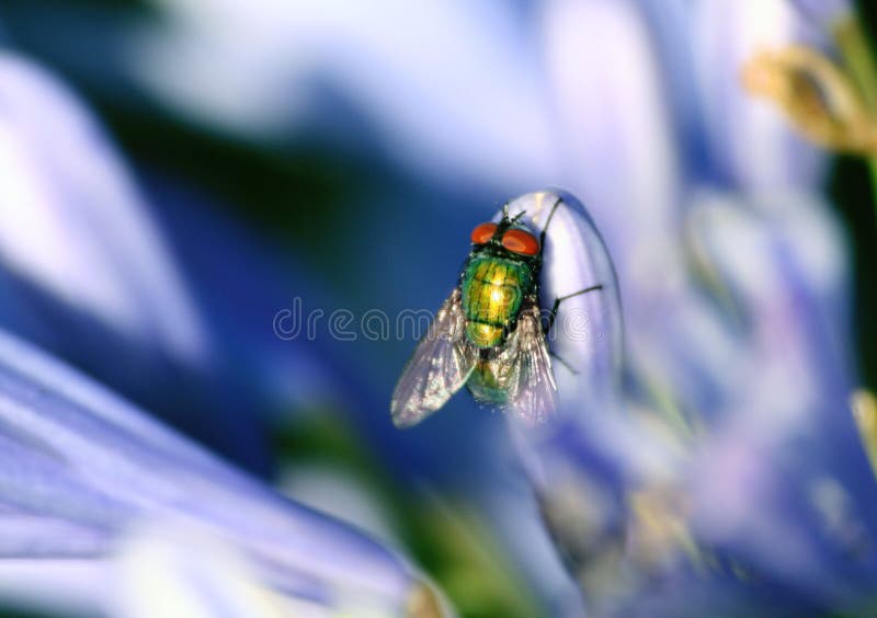 Green fly stock image. Image of pest, computer, colored - 2731777